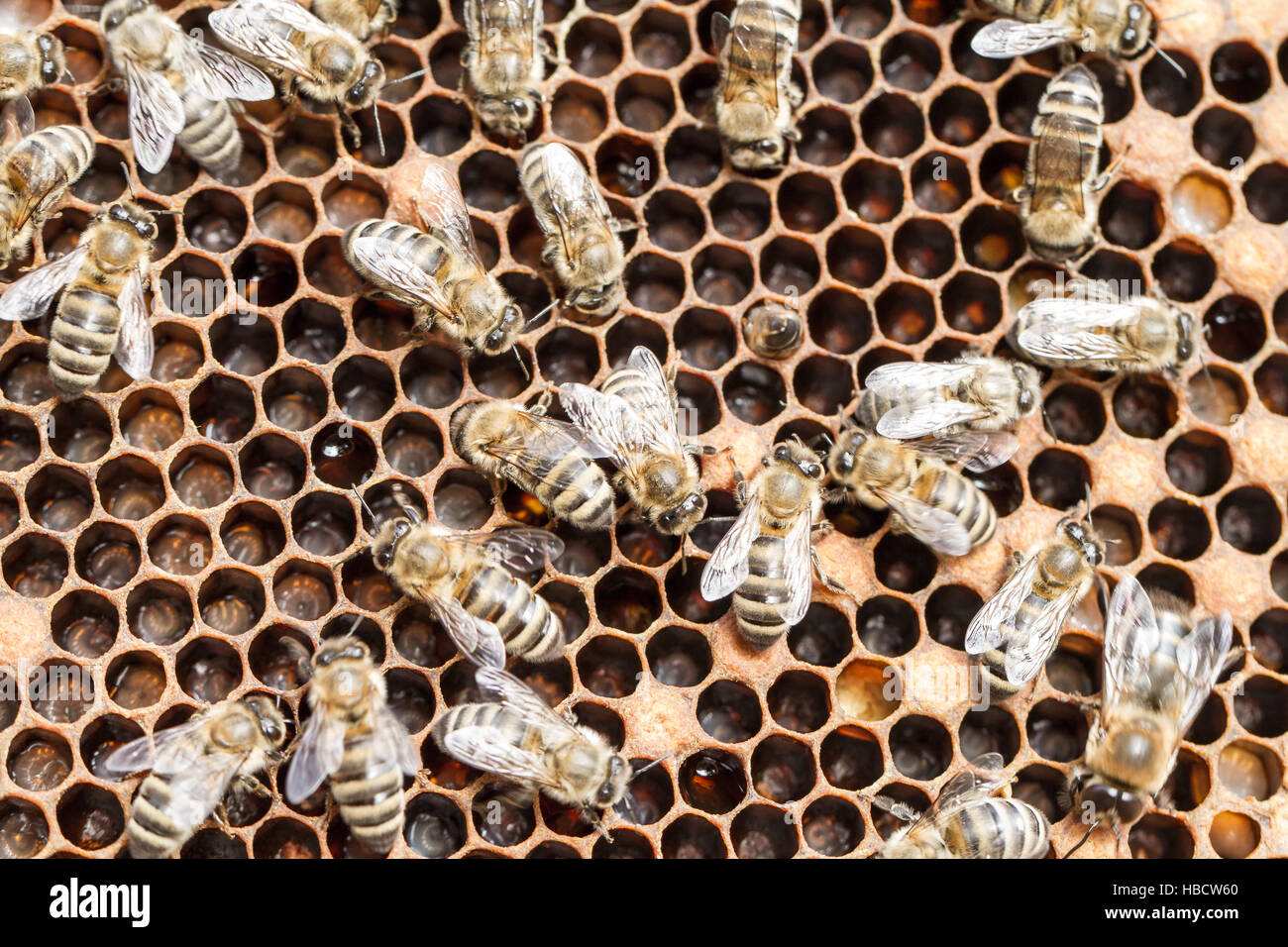 Larvae bee hi-res stock photography and images - Alamy