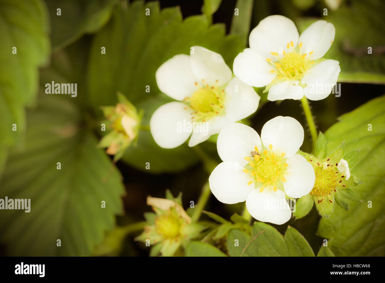 Close shot strawberry flower hi-res stock photography and images - Alamy