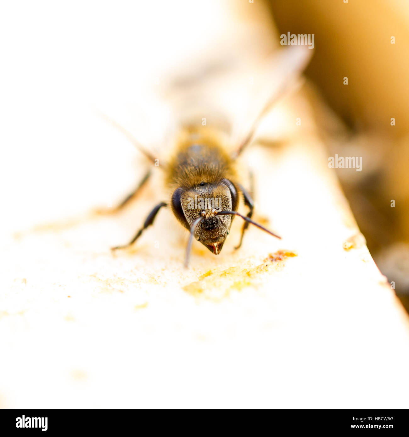 Wings on head hi-res stock photography and images - Alamy