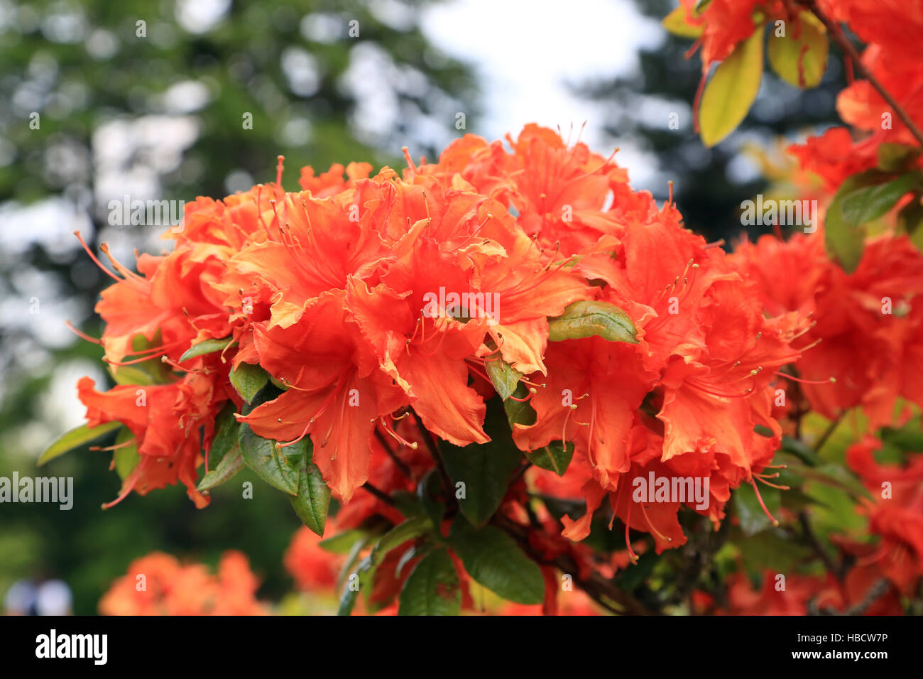Botanik ericaceae rhododendron hi-res stock photography and images - Alamy