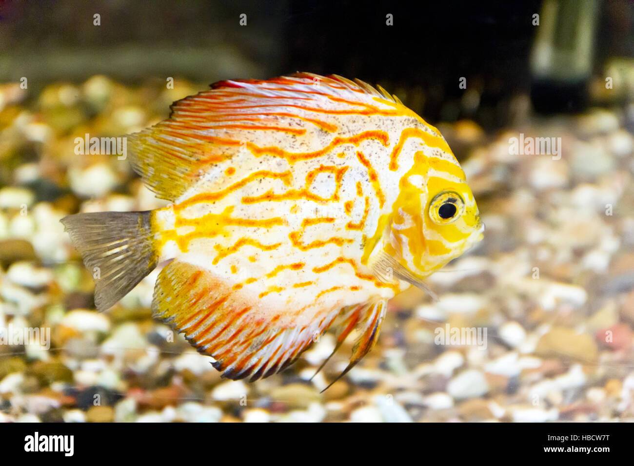 Symphysodon aequifasciata haraldi in aquarium Stock Photo - Alamy