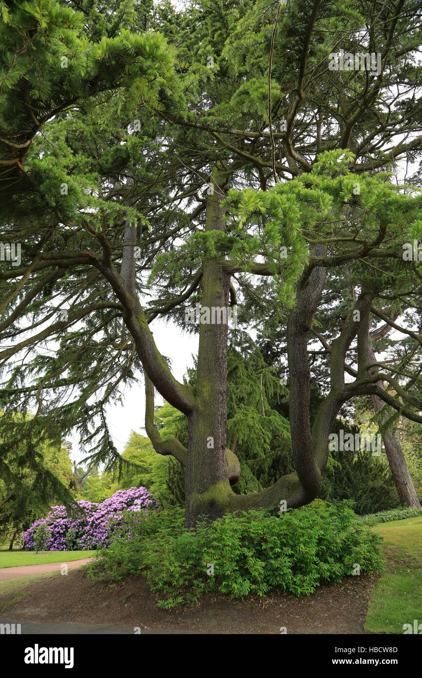 Indian cedar, Cetrus deodara Stock Photo - Alamy