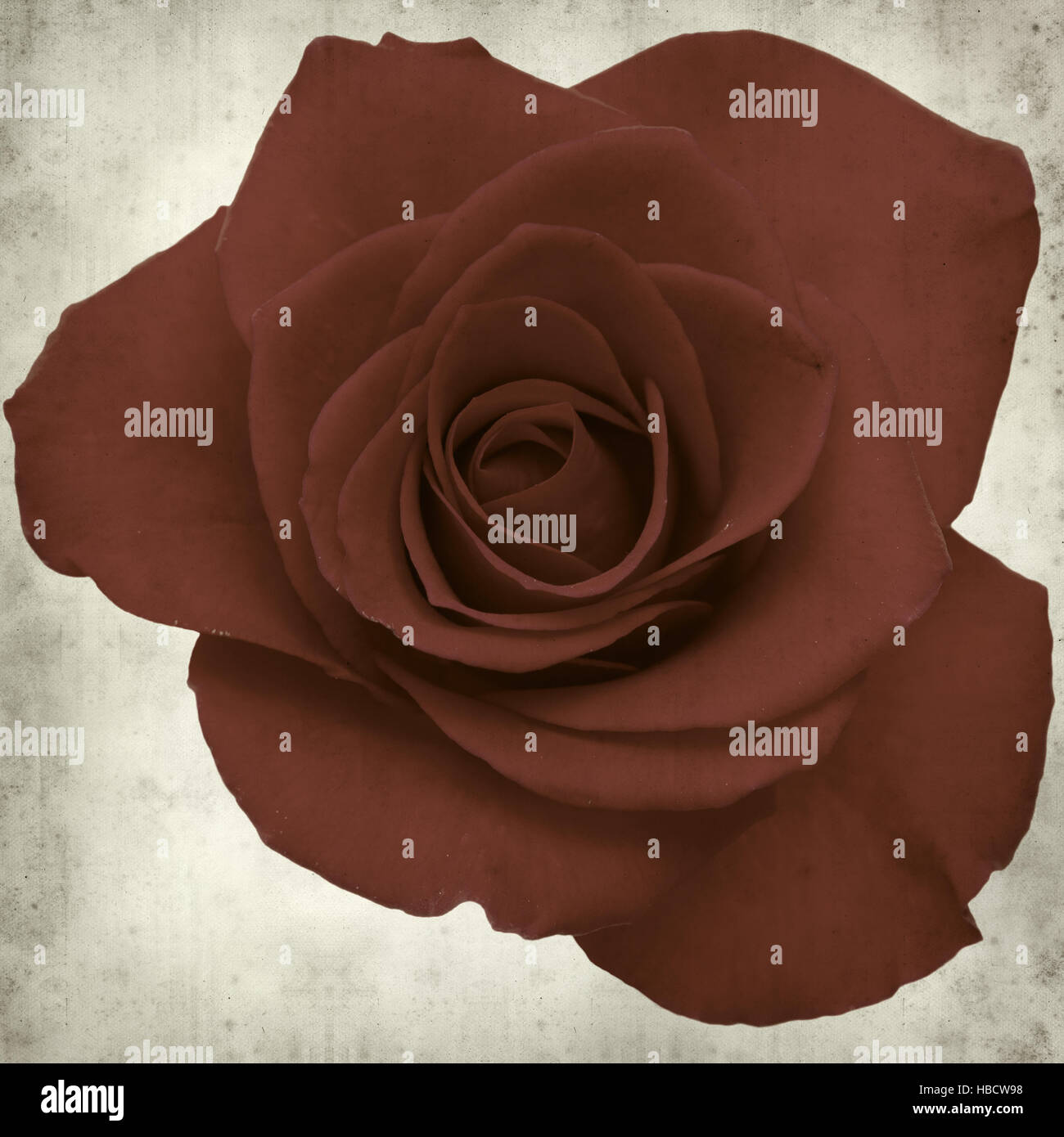 textured old paper background with dark red rose Stock Photo - Alamy