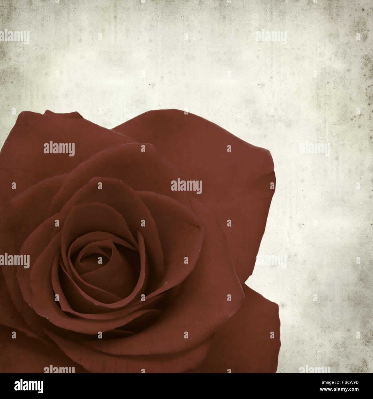 textured old paper background with dark red rose Stock Photo - Alamy