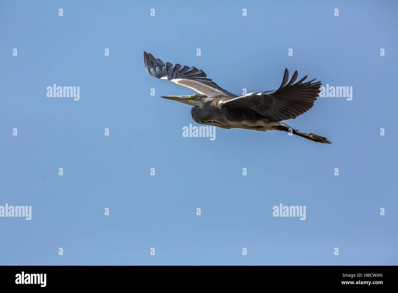 Goliath heron hi-res stock photography and images - Alamy