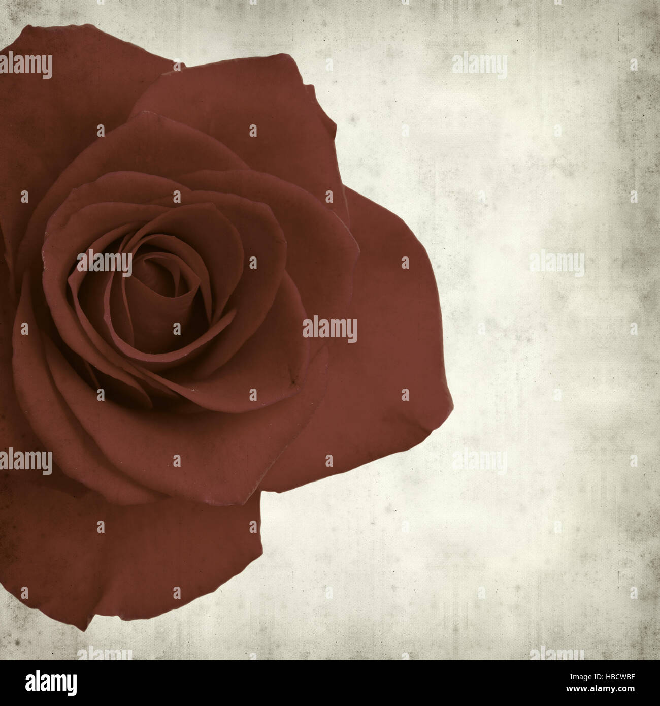 textured old paper background with dark red rose Stock Photo - Alamy