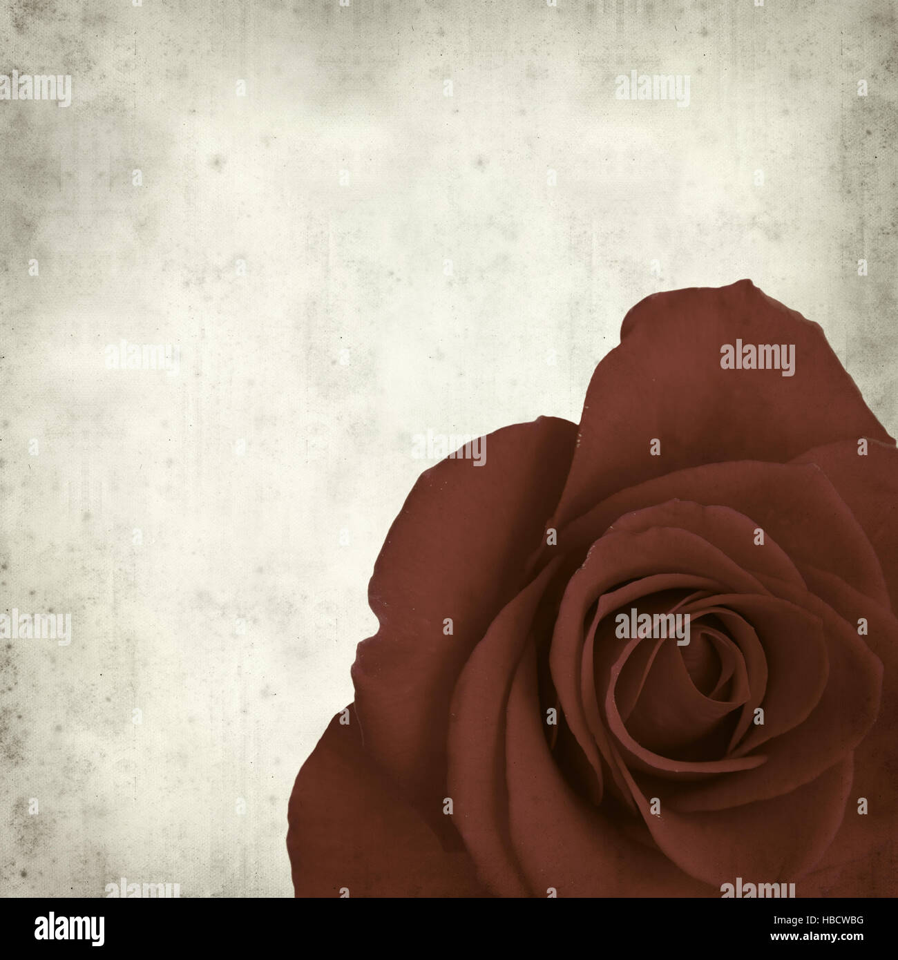 textured old paper background with dark red rose Stock Photo - Alamy