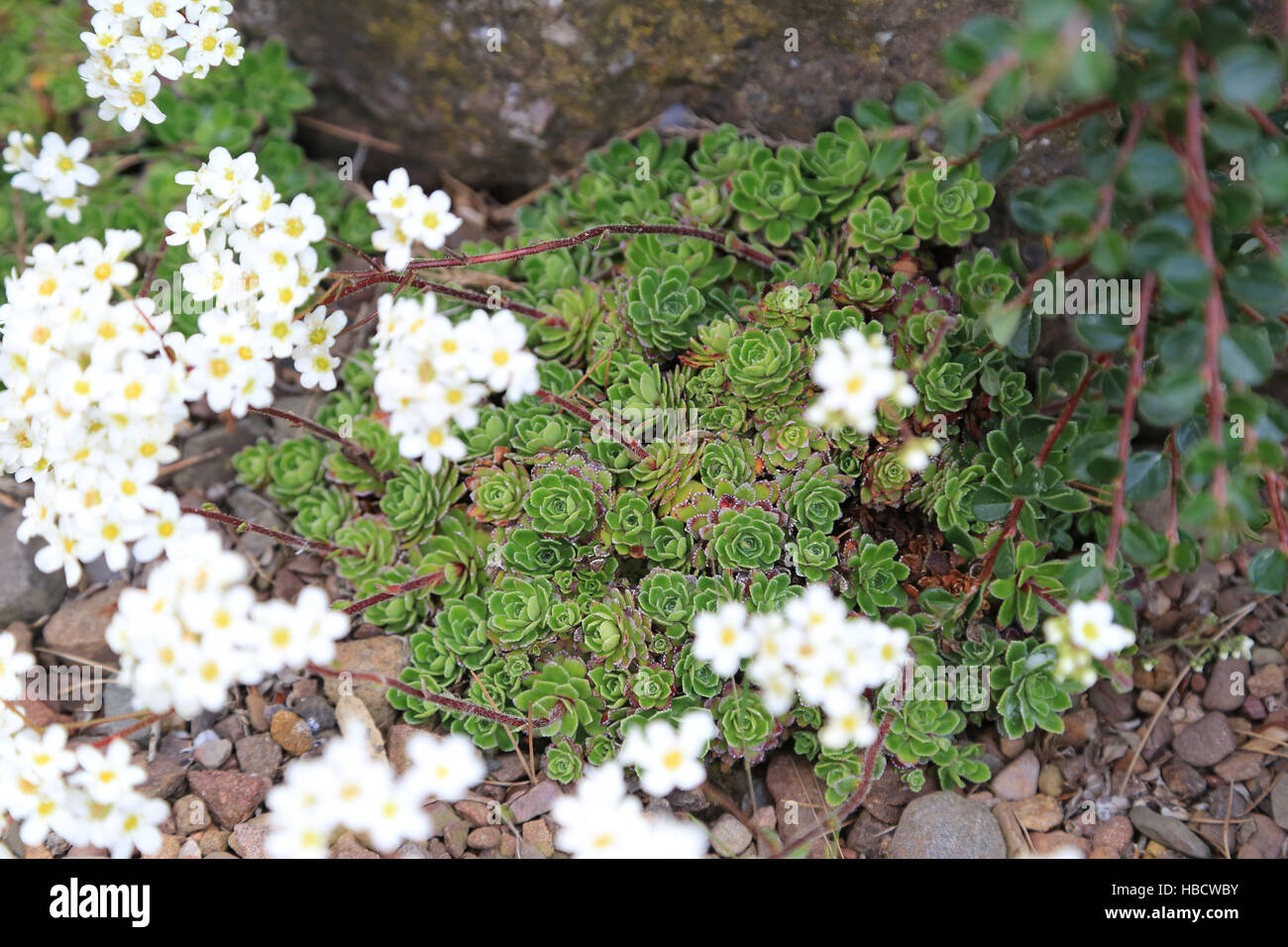 Saxifrage saxifraga paniculata hi-res stock photography and images - Alamy