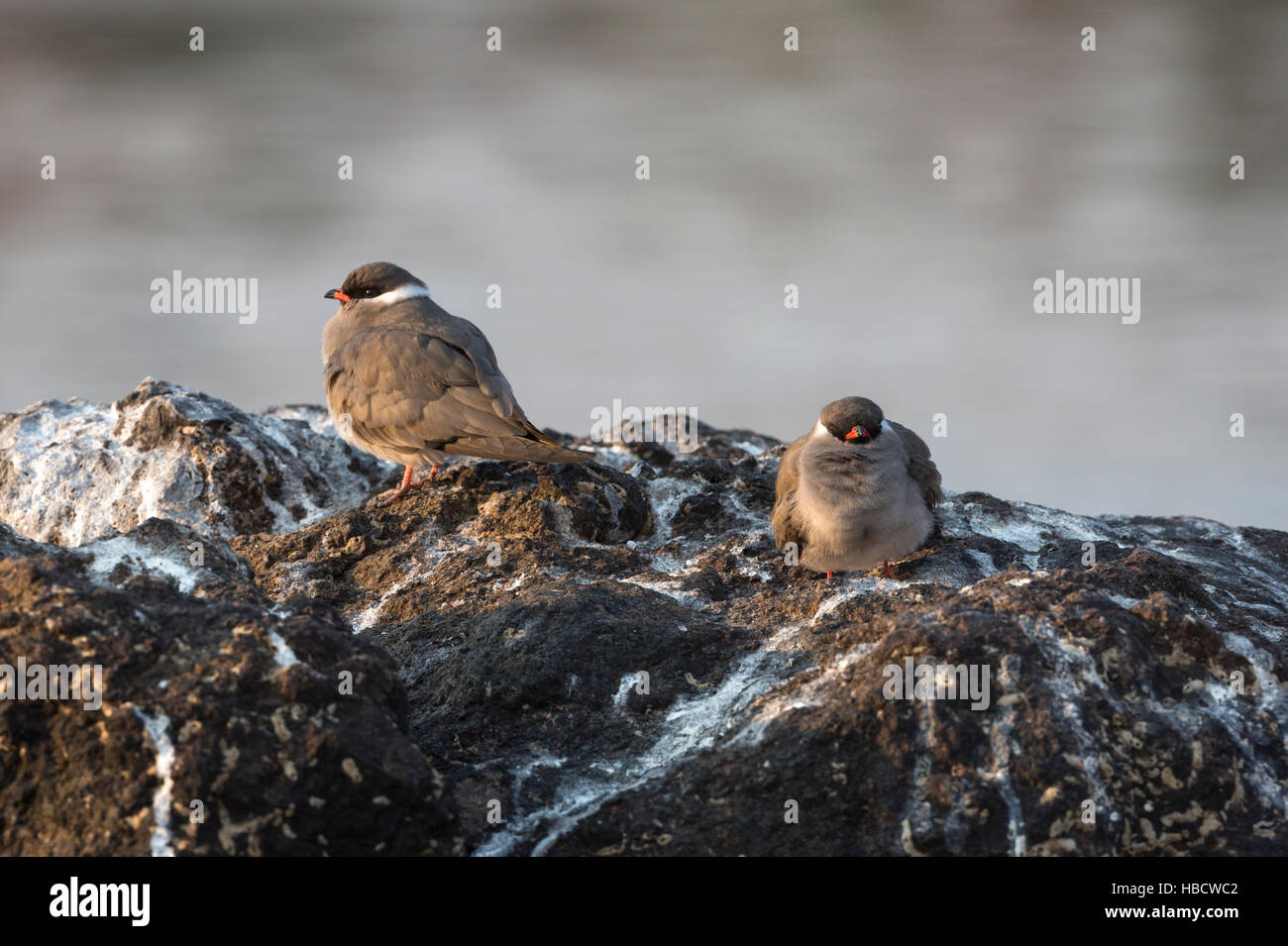 Glareola nuchalis hi-res stock photography and images - Alamy