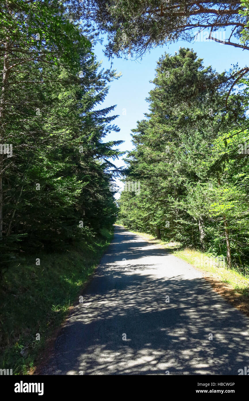 Catalonia forest hi-res stock photography and images - Alamy