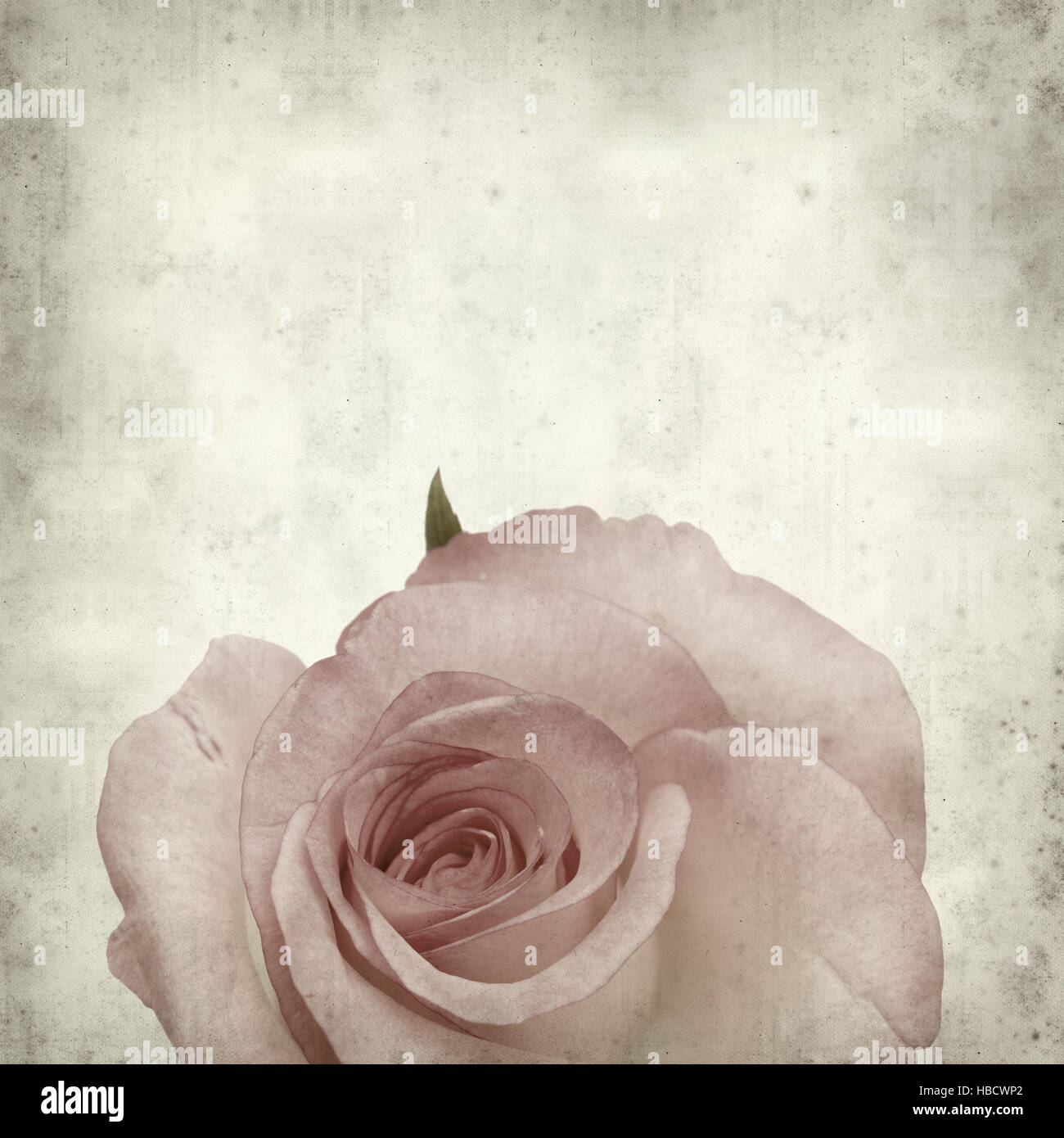 textured old paper background with gentle pink rose Stock Photo - Alamy