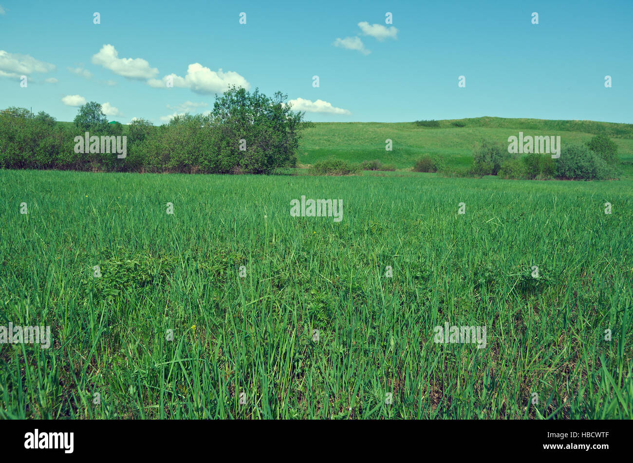 Russian spring meadow Stock Photo - Alamy