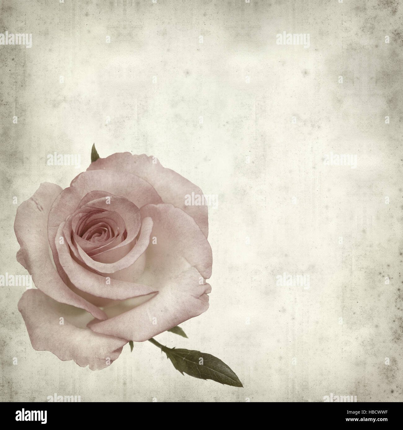 textured old paper background with gentle pink rose Stock Photo - Alamy