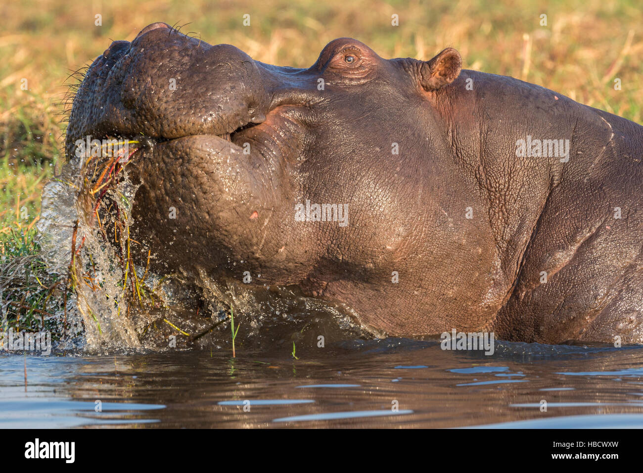 Feeding hippopotamus hi-res stock photography and images - Alamy