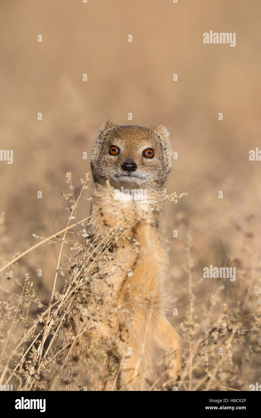 Yellow mongoose (Cynictis penicillata), Kgalagadi transfrontier park ...