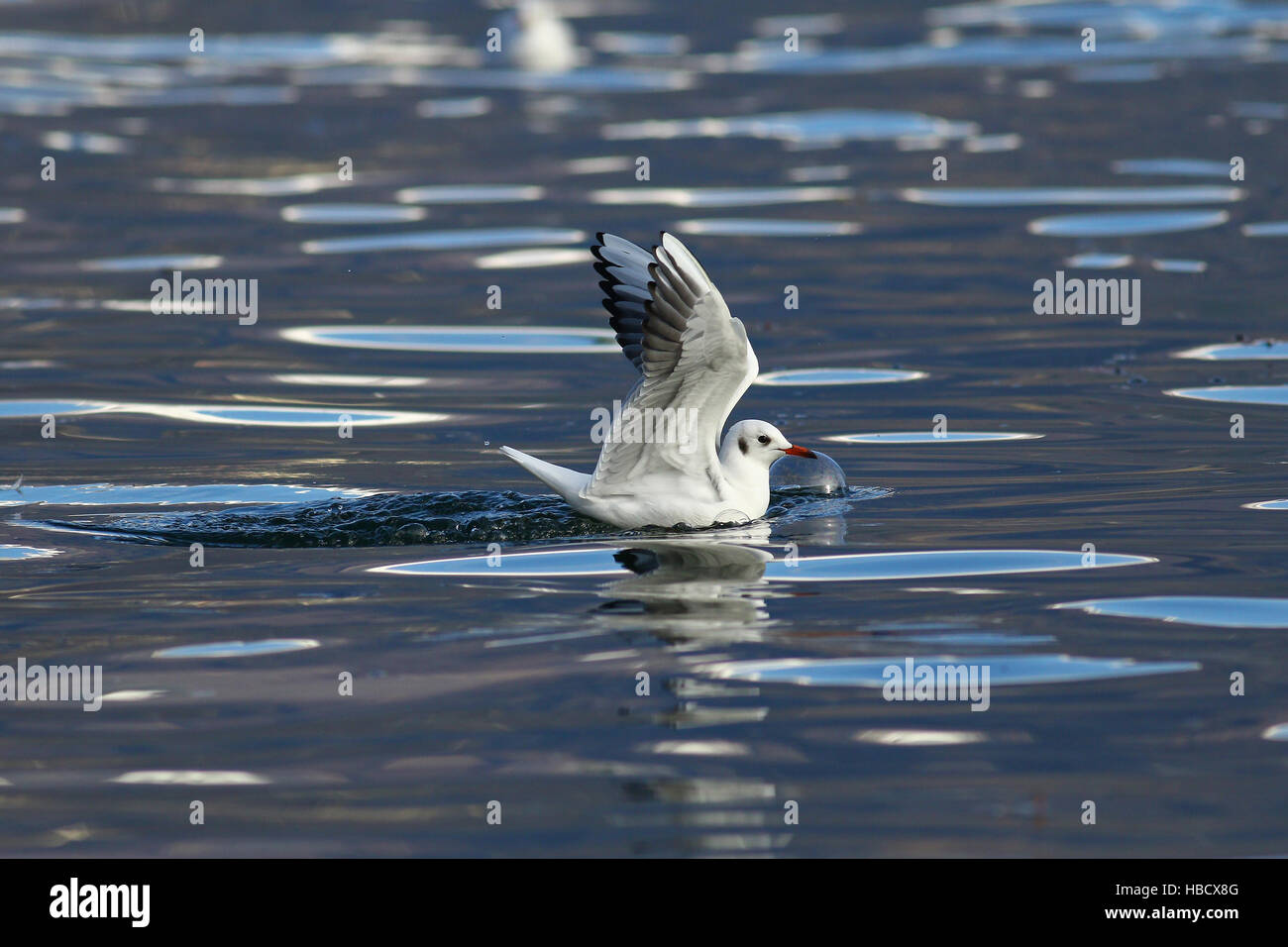 Common seagull splashing water and making bubbles while landing Stock ...