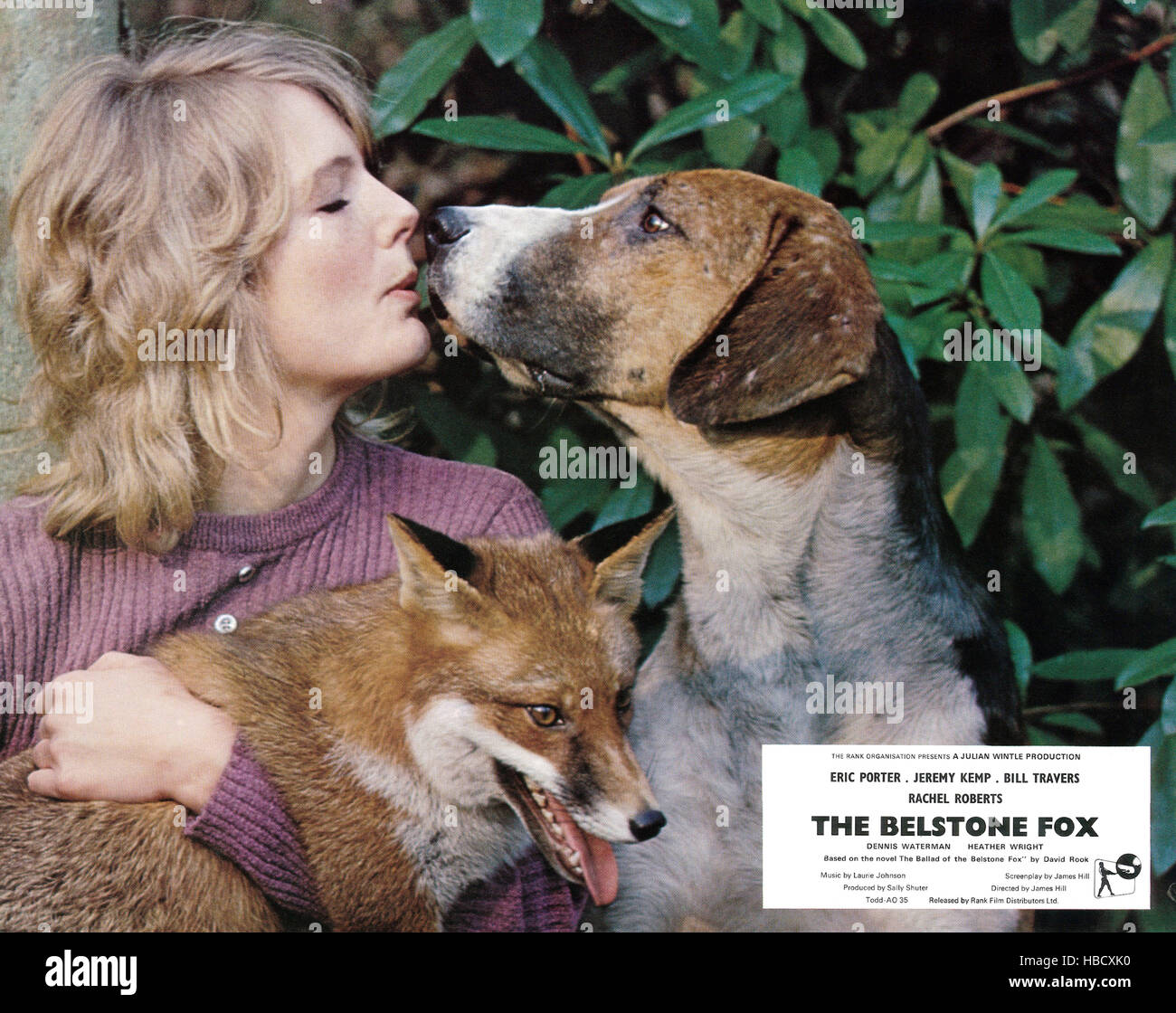 THE BELSTONE FOX, Heather Wright, 1976 Stock Photo - Alamy
