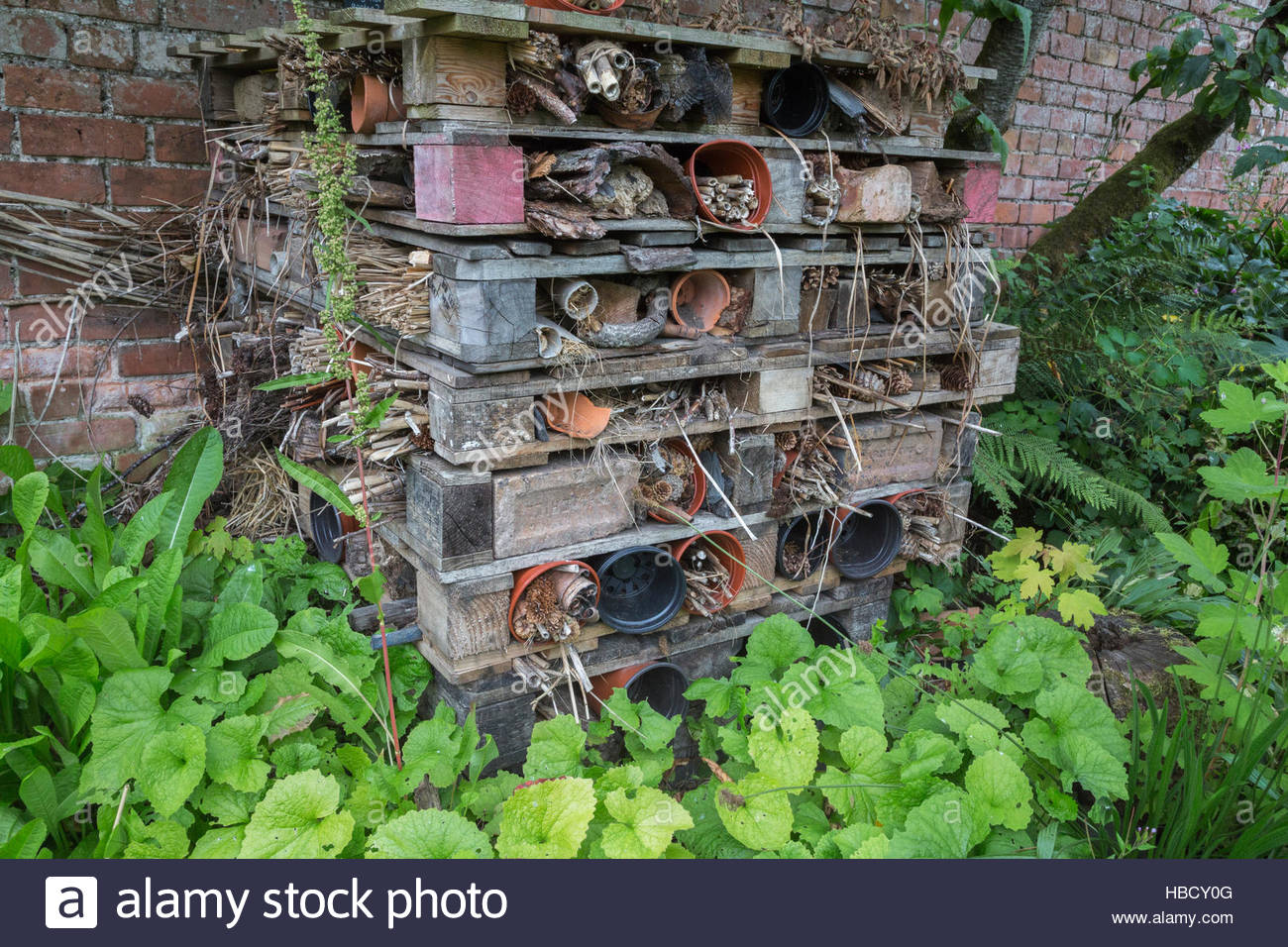 Scottish Insect High Resolution Stock Photography and Images - Alamy