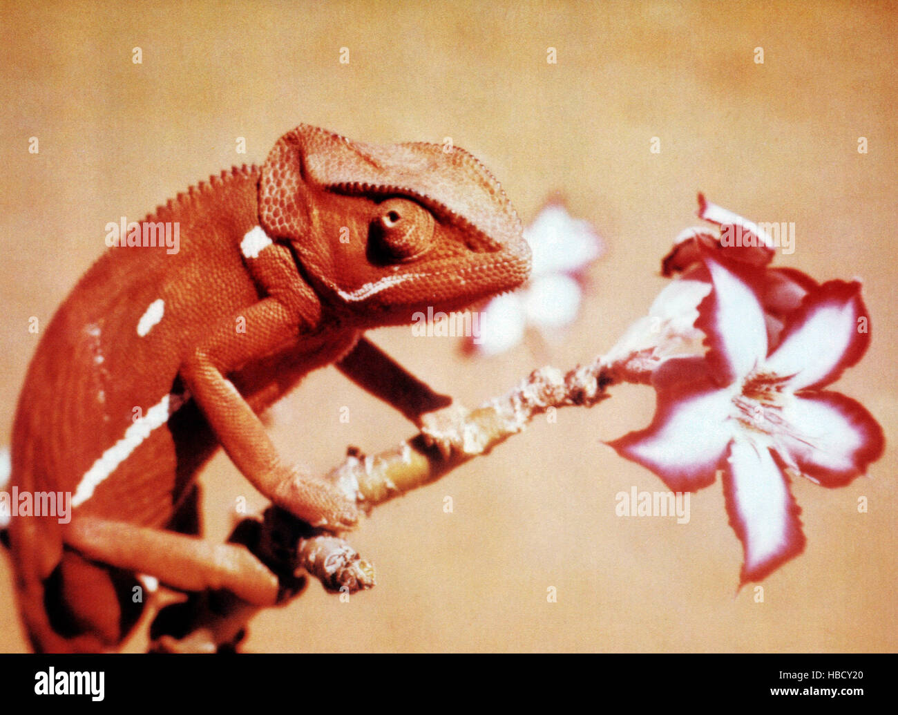 BEAUTIFUL PEOPLE, (aka ANIMALS ARE BEAUTIFUL PEOPLE), 1974. ©Warner ...