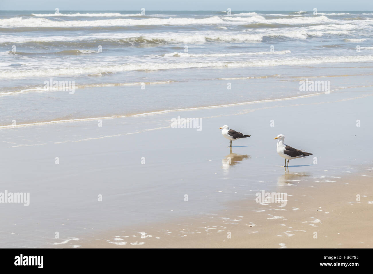 Seagul walking in the beach water with waves in background Stock Photo ...