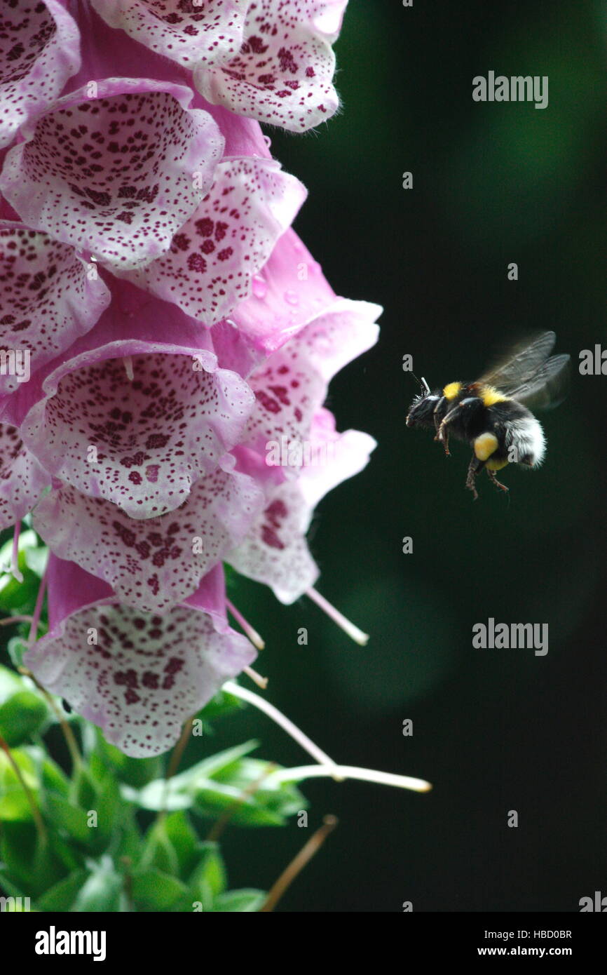 Hummel flying to Fingerhut Stock Photo - Alamy