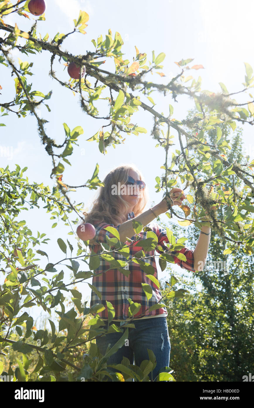 Woman harvesting red apples hi-res stock photography and images - Alamy