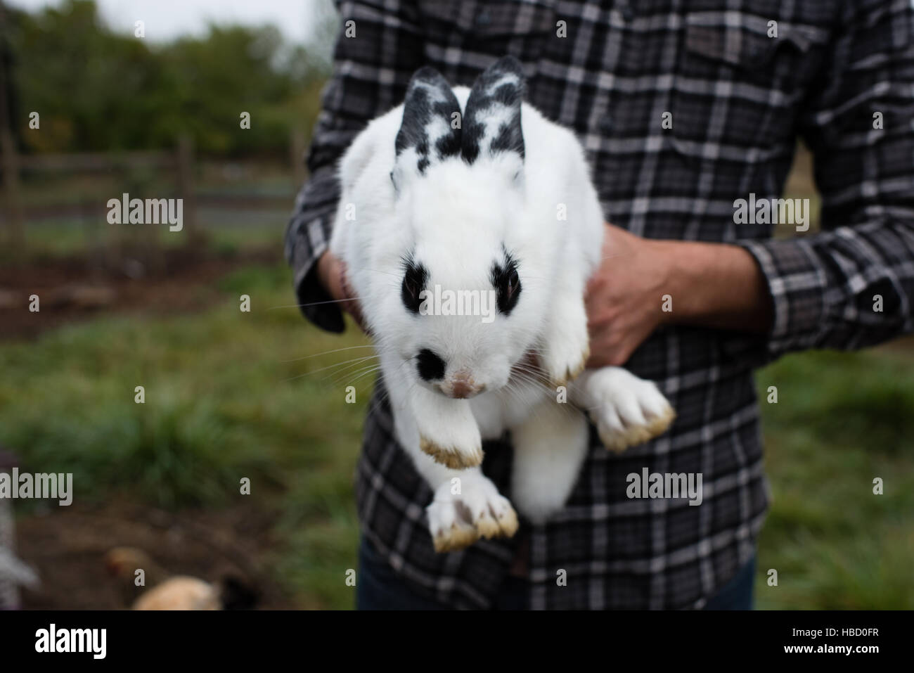 Rabbit man hi-res stock photography and images - Alamy