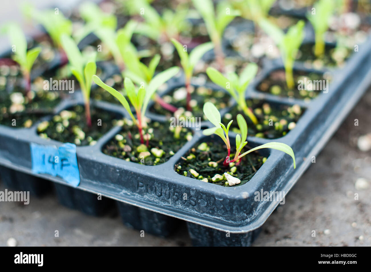 Traditional seedling hi-res stock photography and images - Alamy