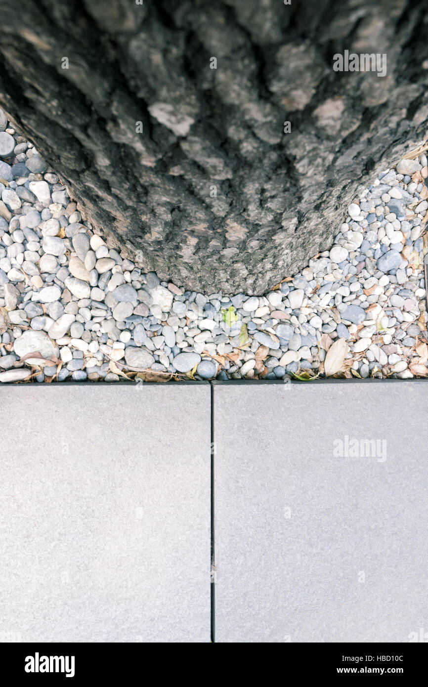 Tree root pavement hi-res stock photography and images - Alamy