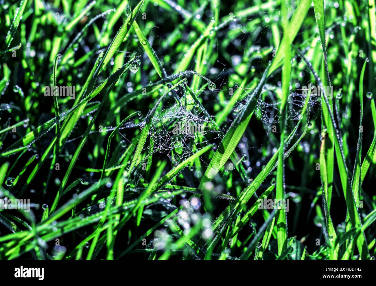 Web of sunny weather on bright grass Stock Photo - Alamy