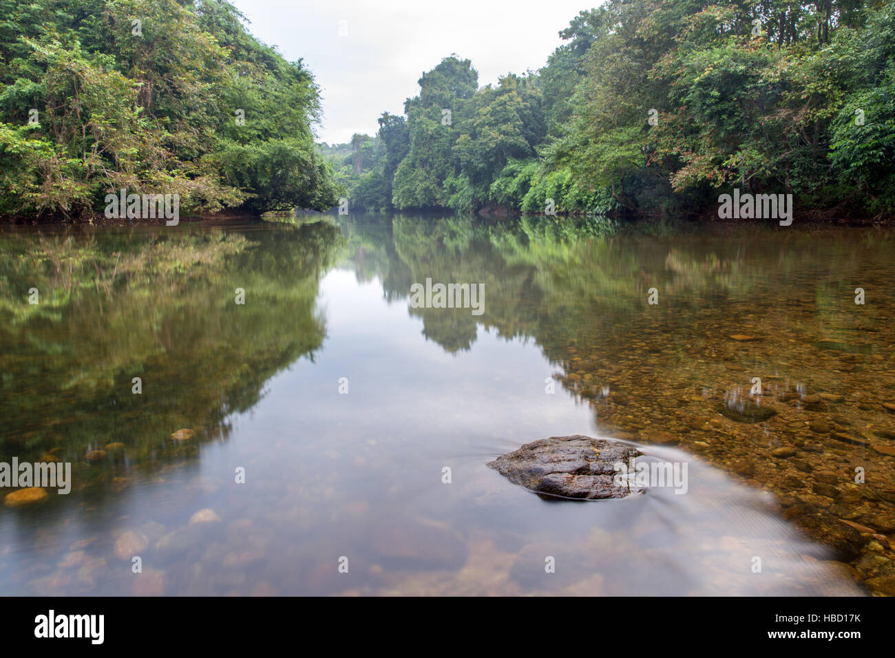 Rain forest of india hi-res stock photography and images - Alamy