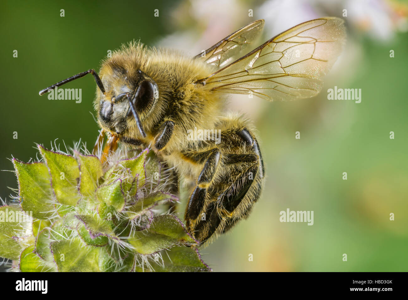Bee feet hi-res stock photography and images - Alamy