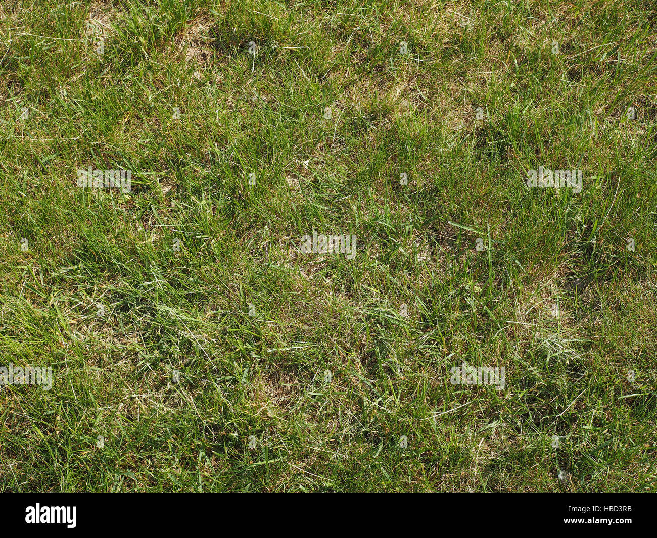 Grass meadow background Stock Photo - Alamy