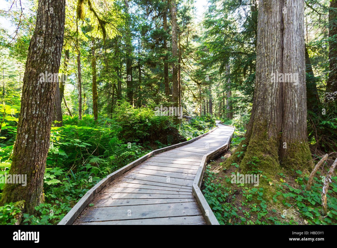 Boardwalk in the forest Stock Photo - Alamy