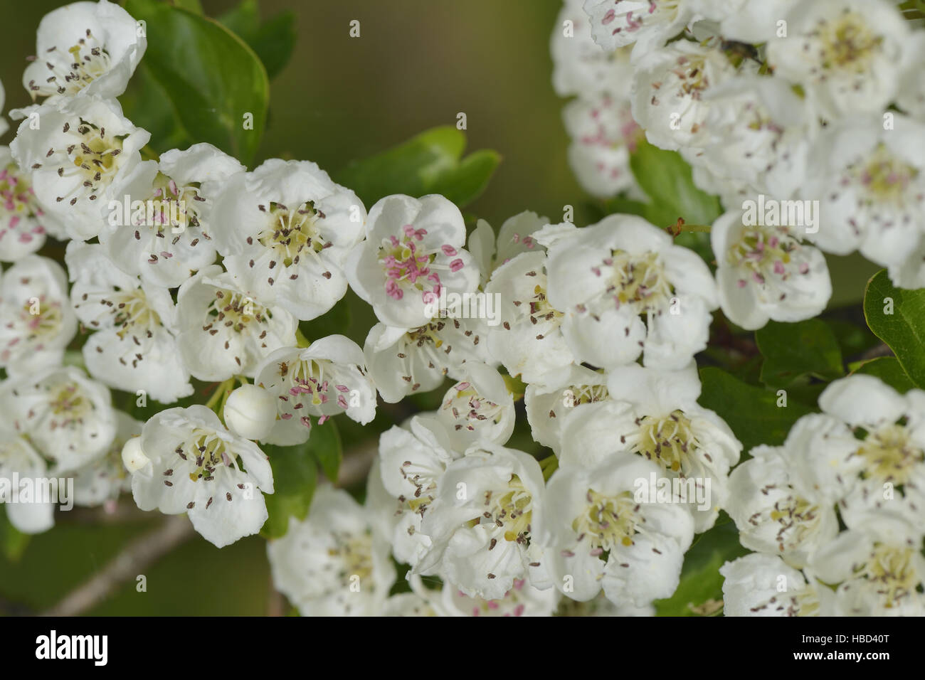 Common hawthorn hi-res stock photography and images - Alamy