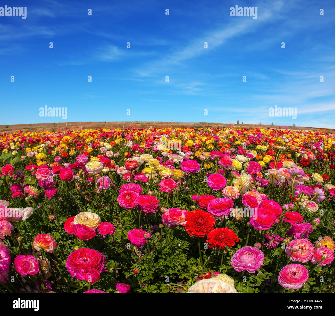 Large ranunculus hi-res stock photography and images - Alamy