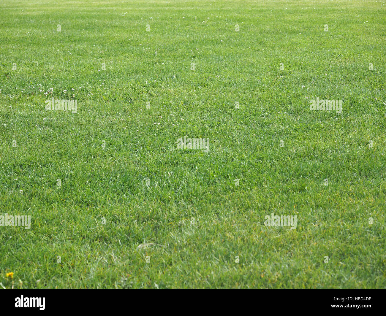 Grass meadow background Stock Photo - Alamy