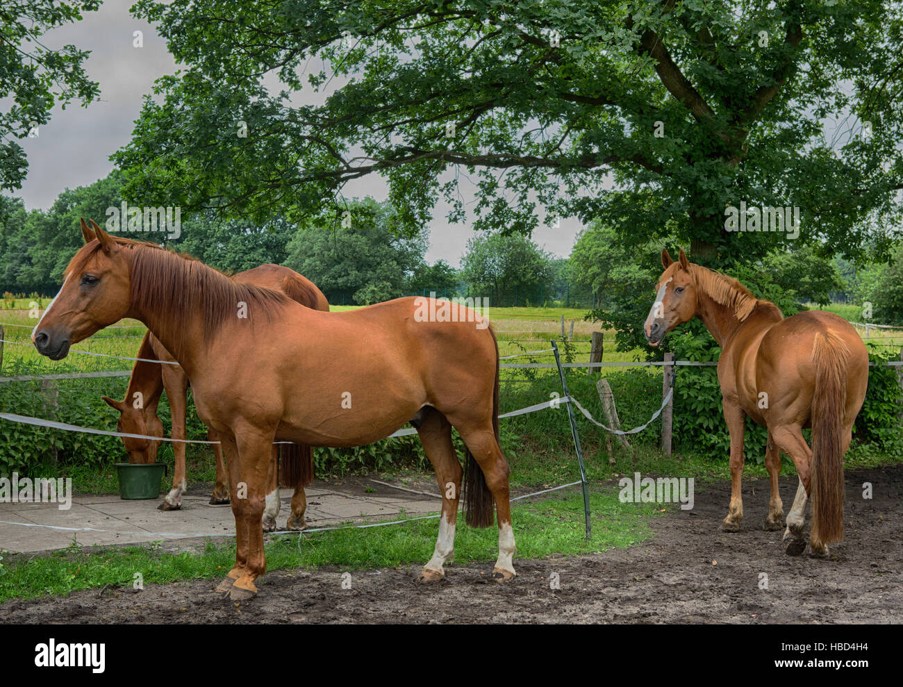 Beautyful horse hi-res stock photography and images - Alamy