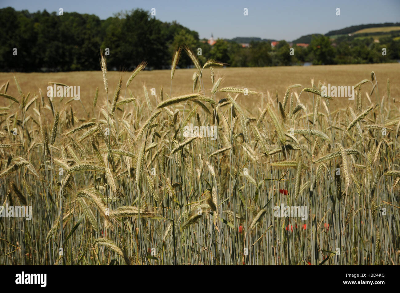 Secale c hi-res stock photography and images - Alamy