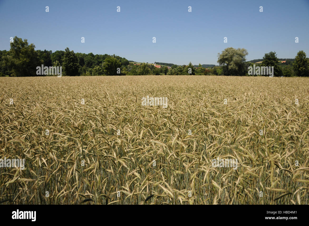 Secale cereale, Rye Stock Photo - Alamy