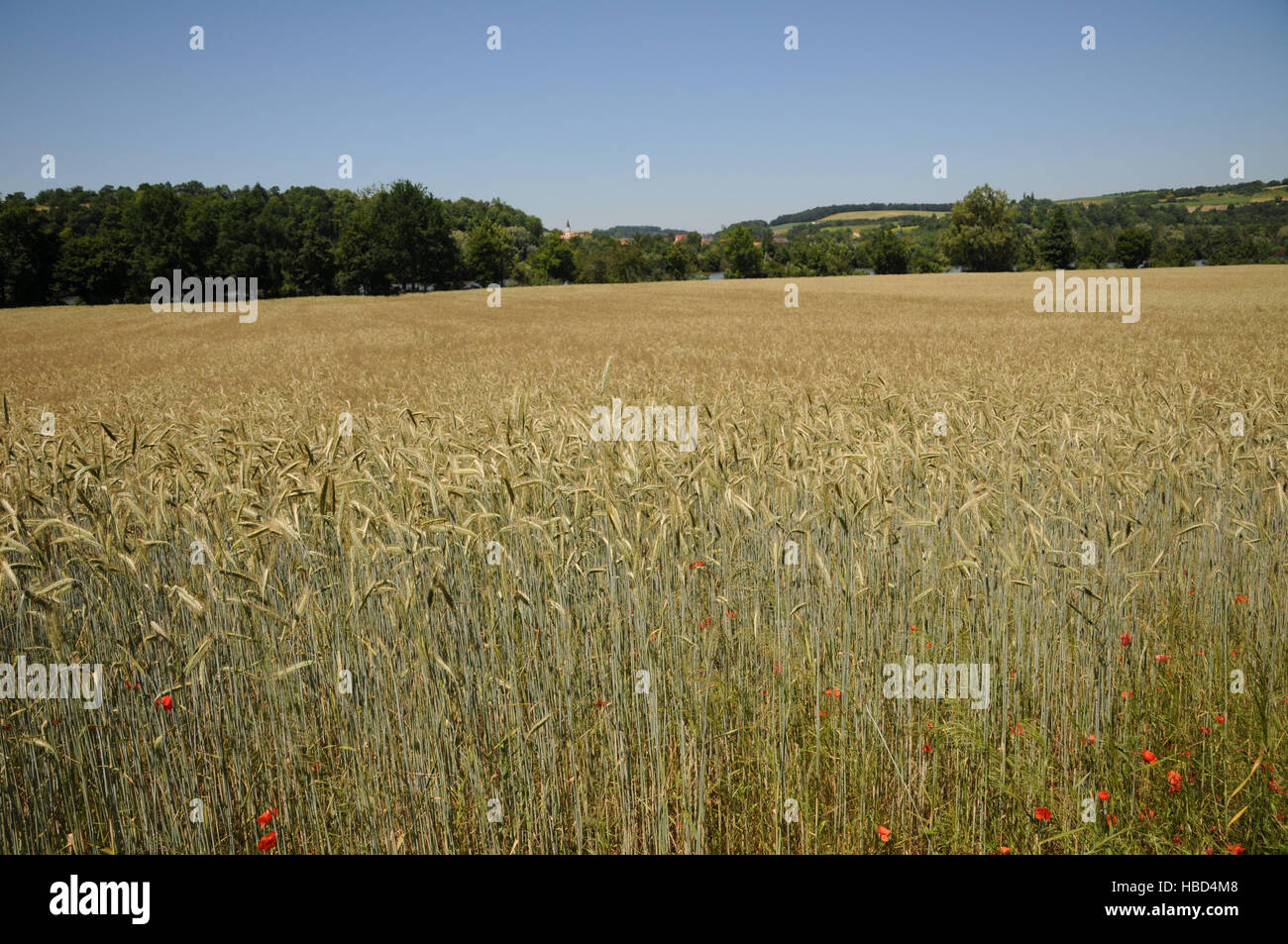 Secale cereale, Rye Stock Photo - Alamy