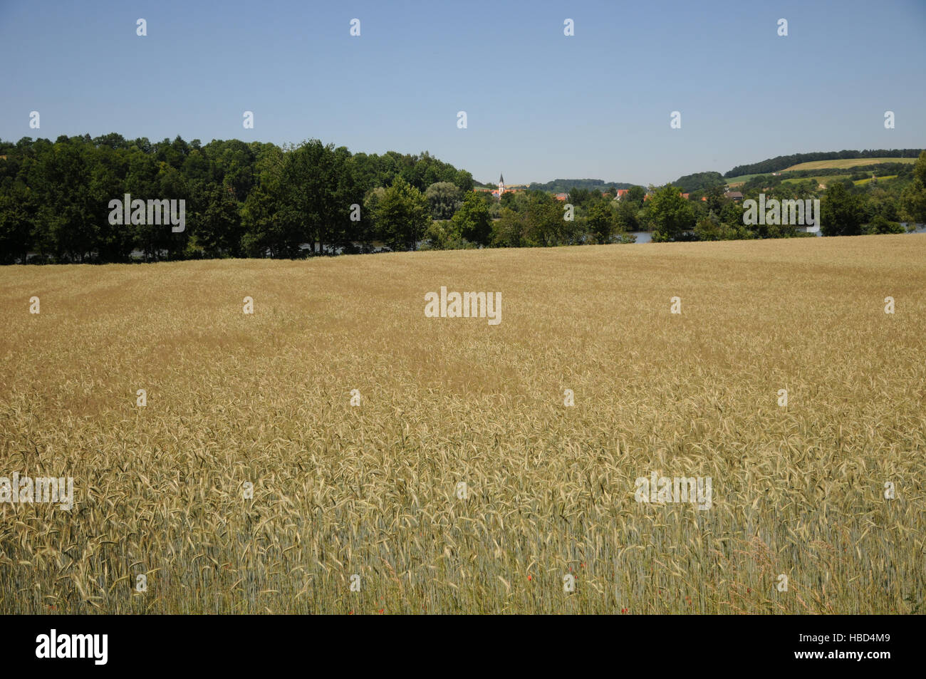 Secale cereale, Rye Stock Photo - Alamy