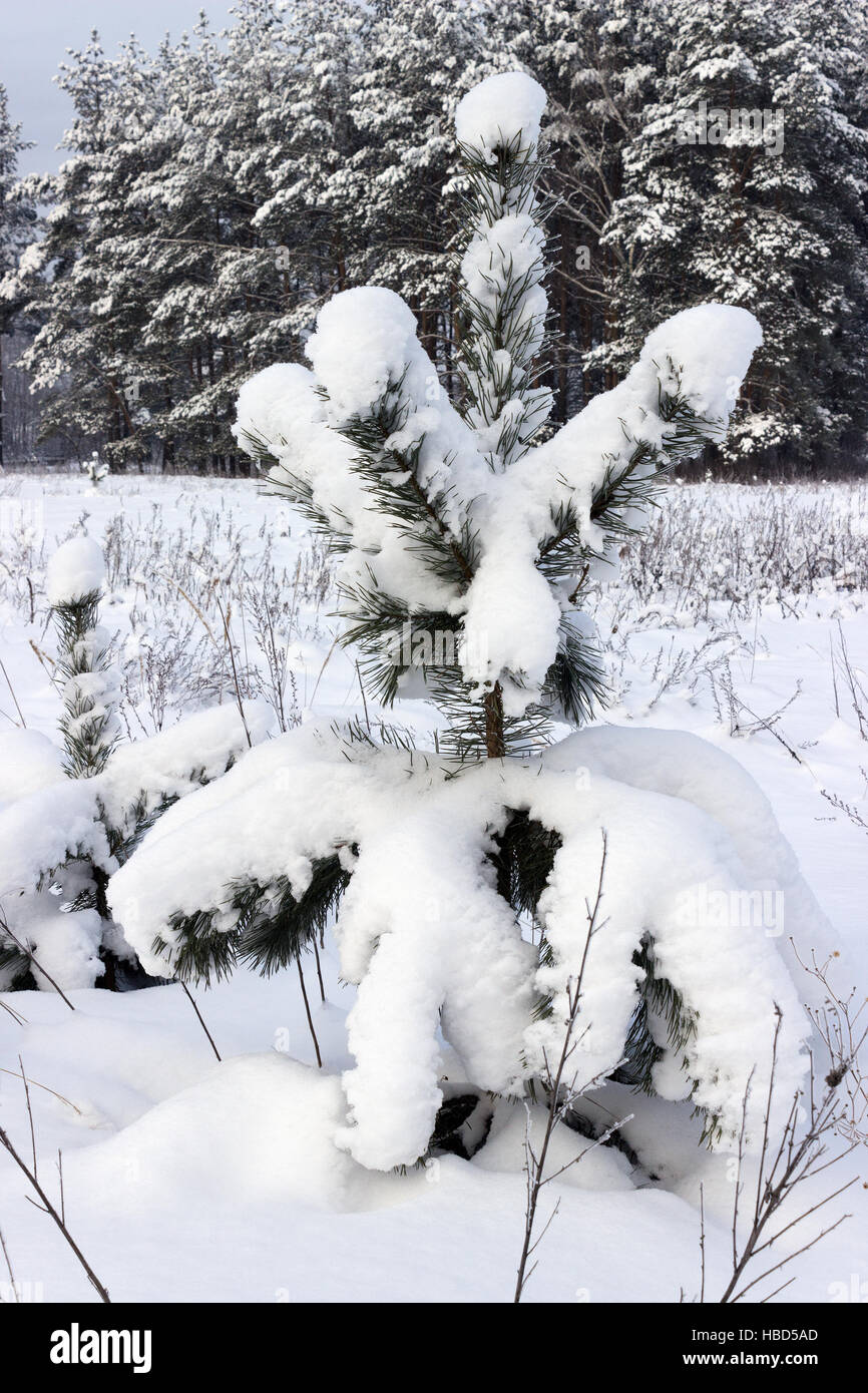 Under the pine tree hi-res stock photography and images - Alamy