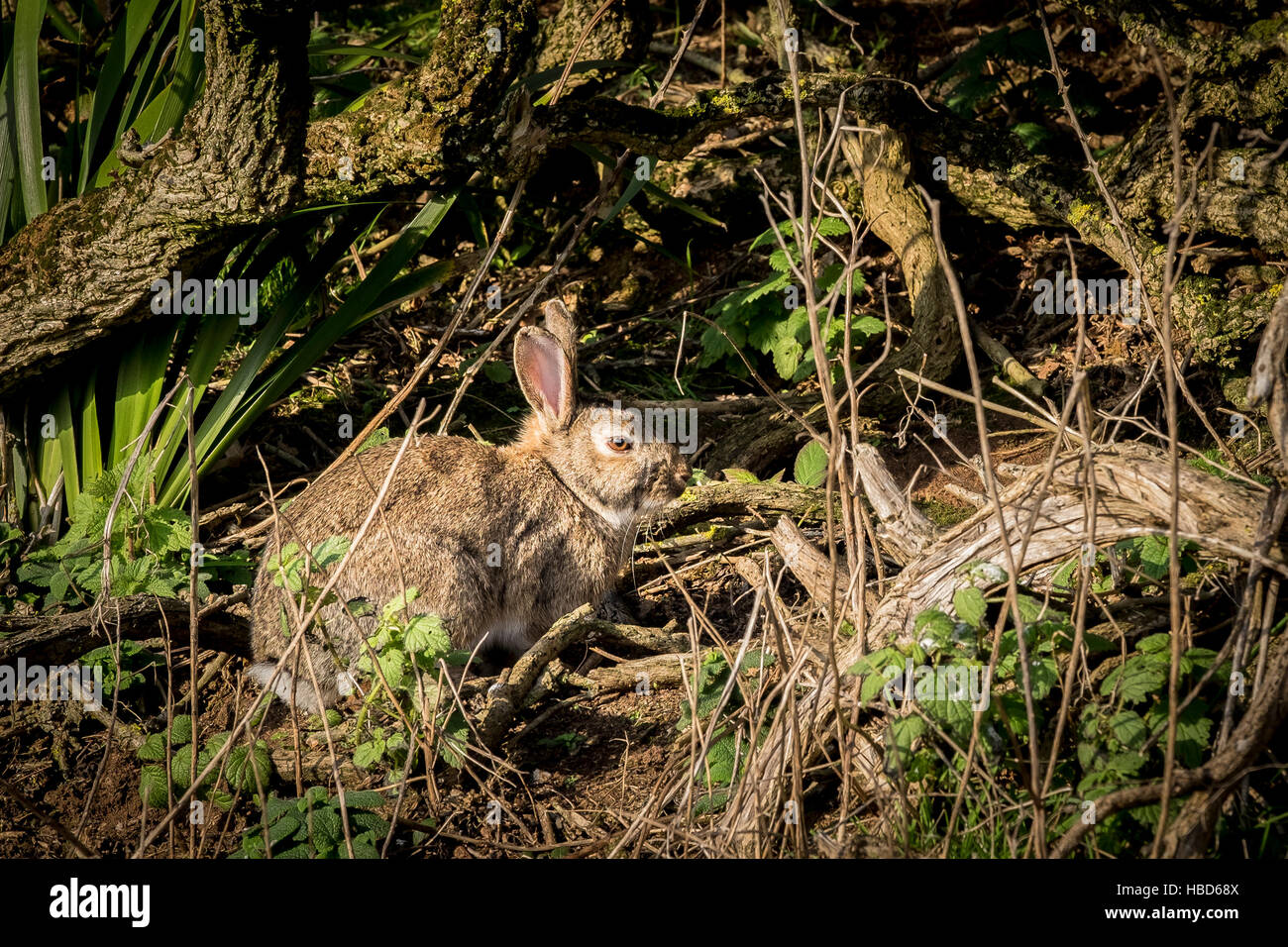 A wild rabbit amongst vegetation. Orytolagus cuniculus Stock Photo - Alamy