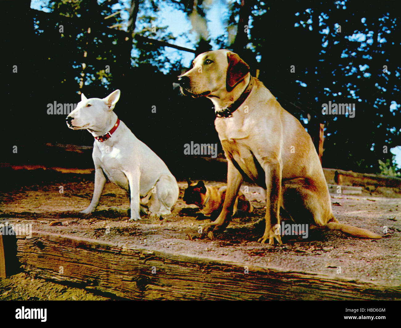 THE INCREDIBLE JOURNEY, Bodger, Tao, Luath, 1963 Stock Photo - Alamy