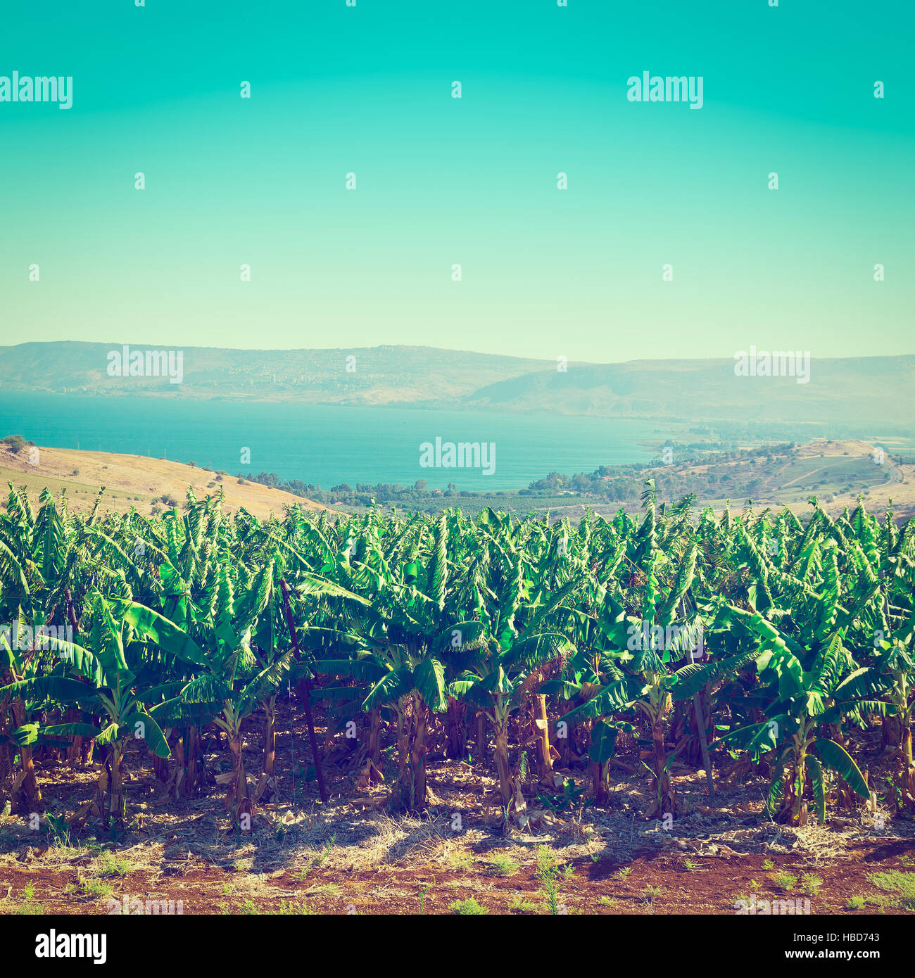 Holy banana tree hi-res stock photography and images - Alamy