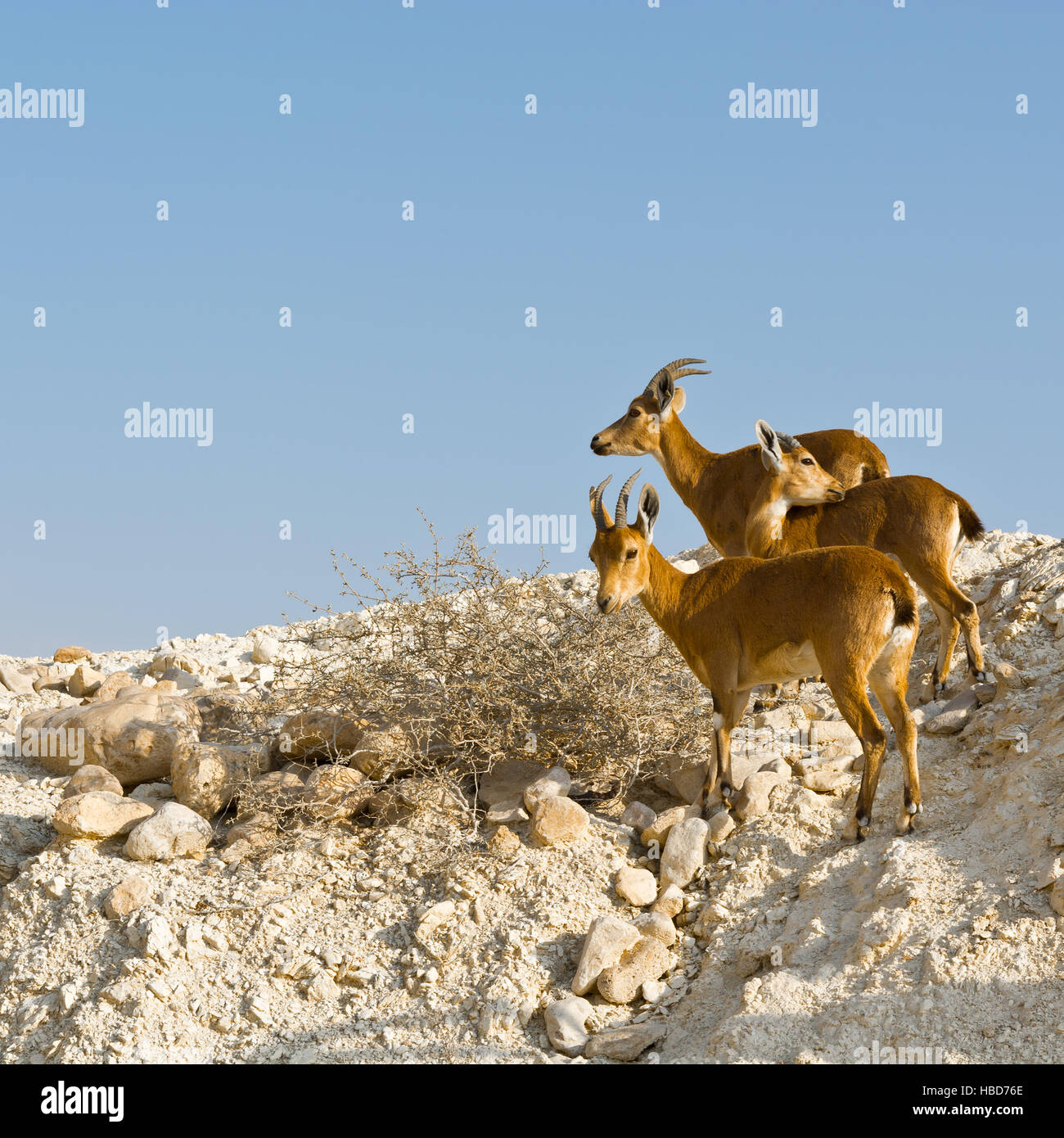 Ibexes hi-res stock photography and images - Alamy