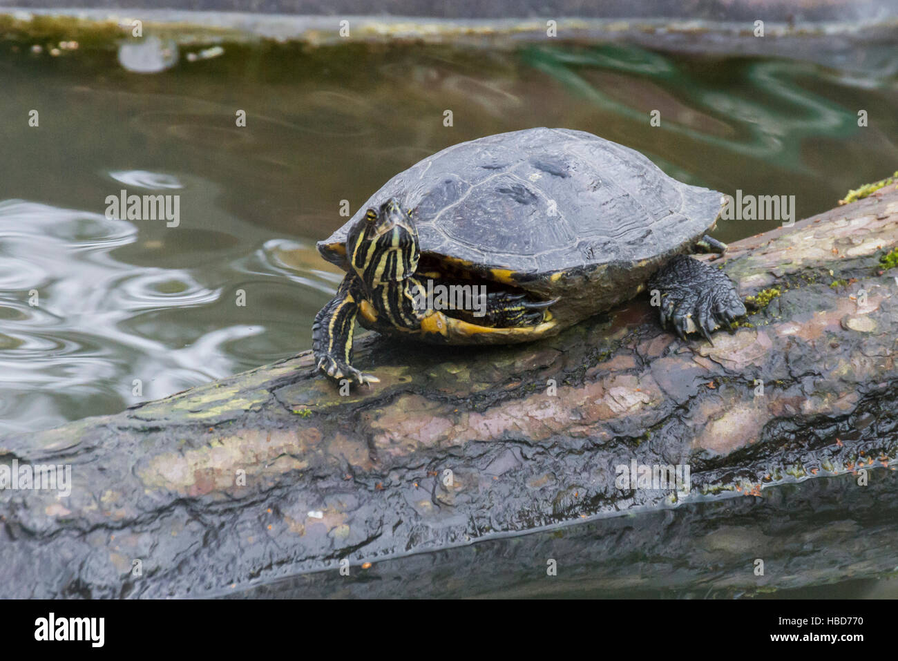 Single turtle hi-res stock photography and images - Alamy