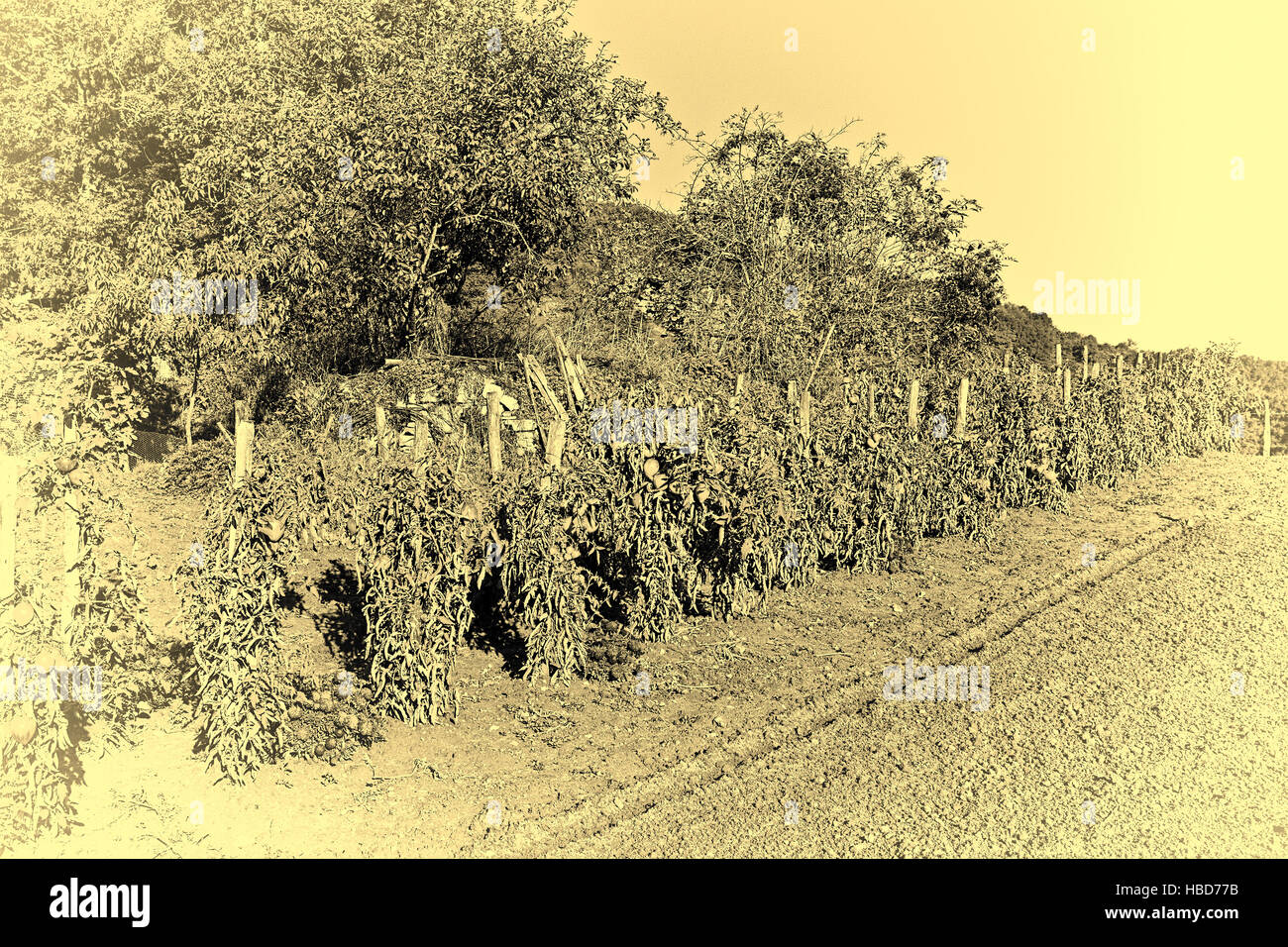 Vegetable filter hi-res stock photography and images - Alamy