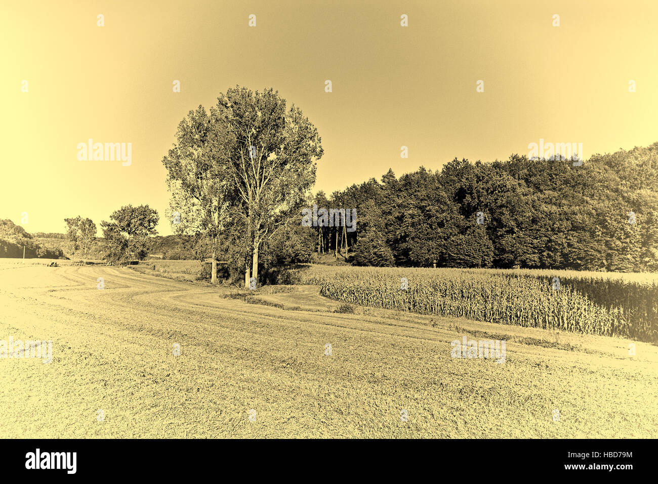 Stubble after corn harvest hi-res stock photography and images - Alamy
